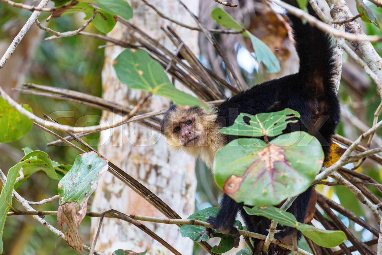 Monkey in Costa Rica | Stock image | Colourbox
