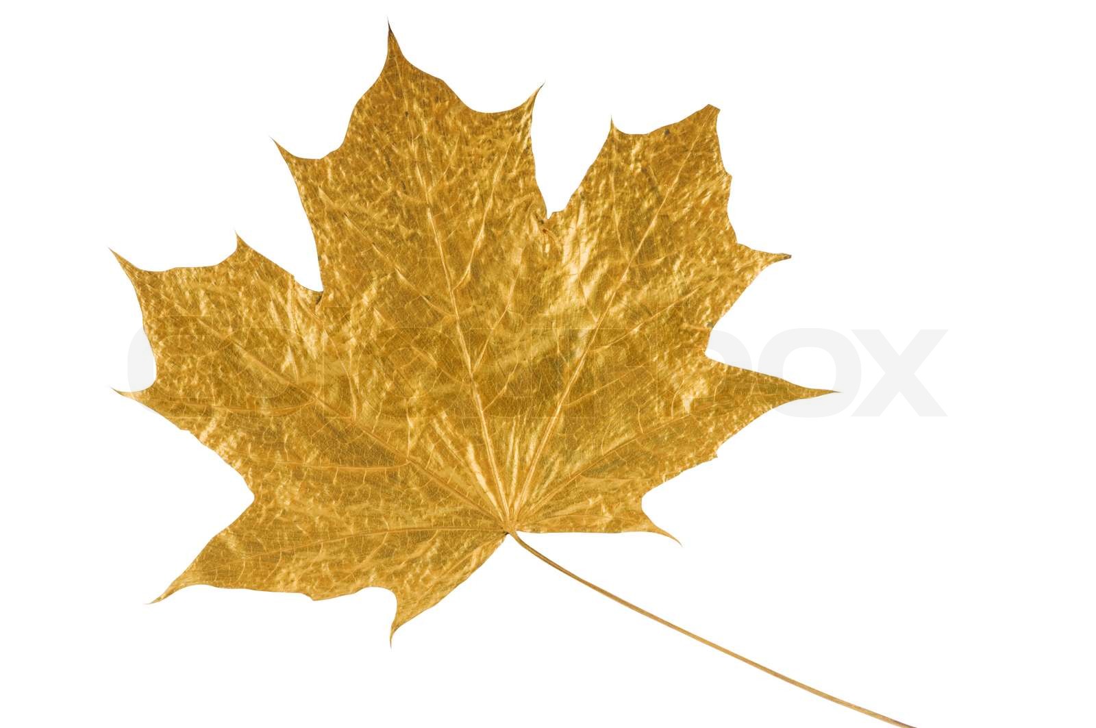 gold maple leaf | Stock image | Colourbox