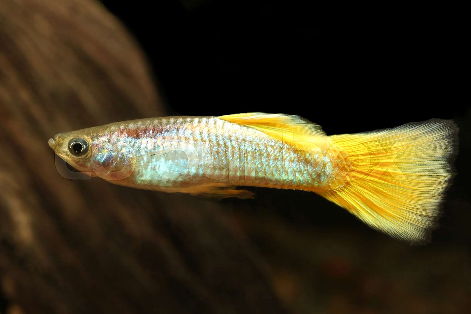 Common aquarium fish Gyppy | Stock foto | Colourbox