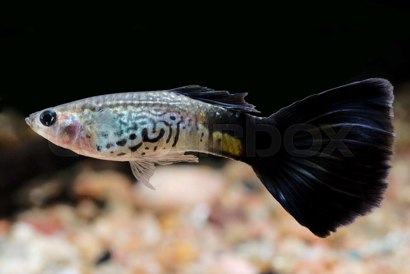 Common aquarium fish Gyppy | Stock foto | Colourbox