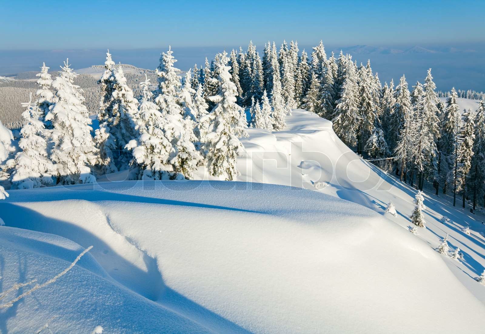 vinter rim og snedækkede grantræer på bjergside Karpaterne , Ukraine ...