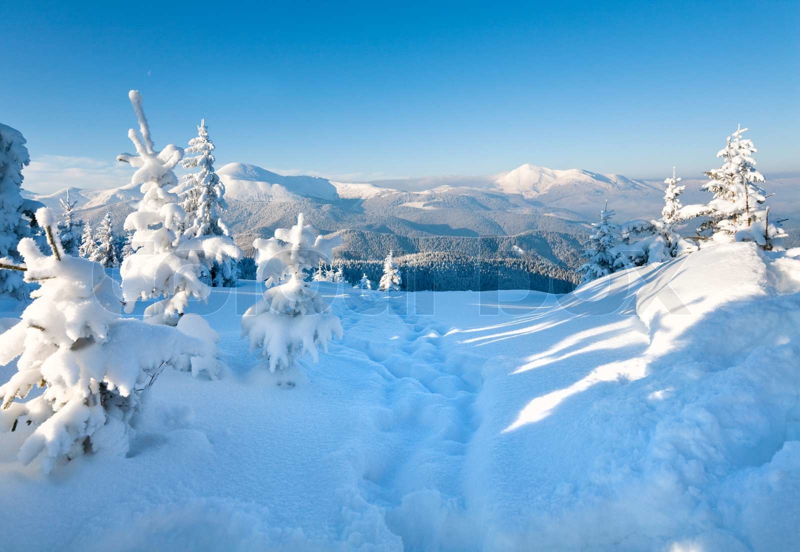 vinter rim og snedækkede grantræer på bjergside Karpaterne , Ukraine ...