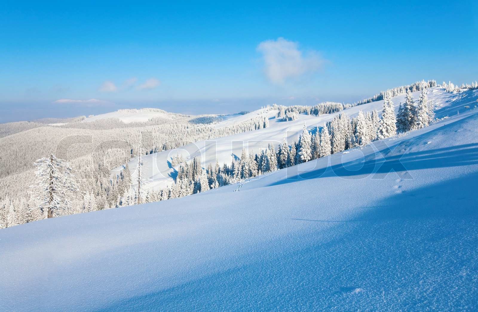 vinter rim og snedækkede grantræer på bjergside Karpaterne , Ukraine ...