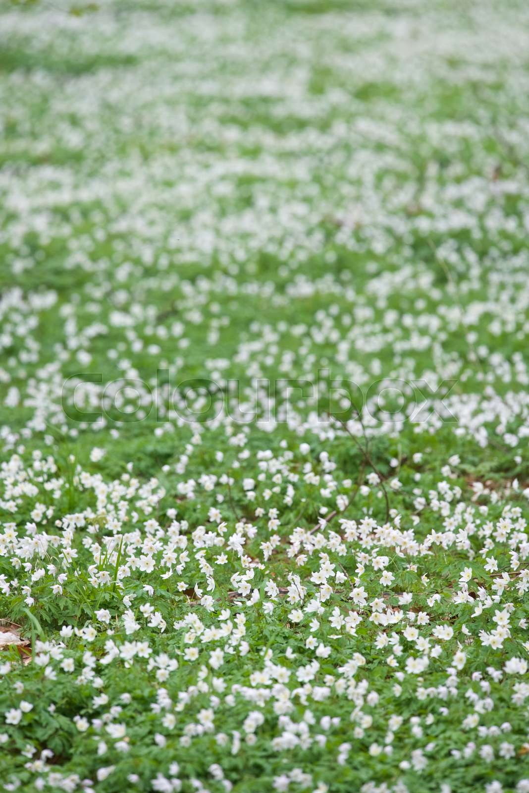 Hvide anemoner i skovbunden | Stock foto | Colourbox