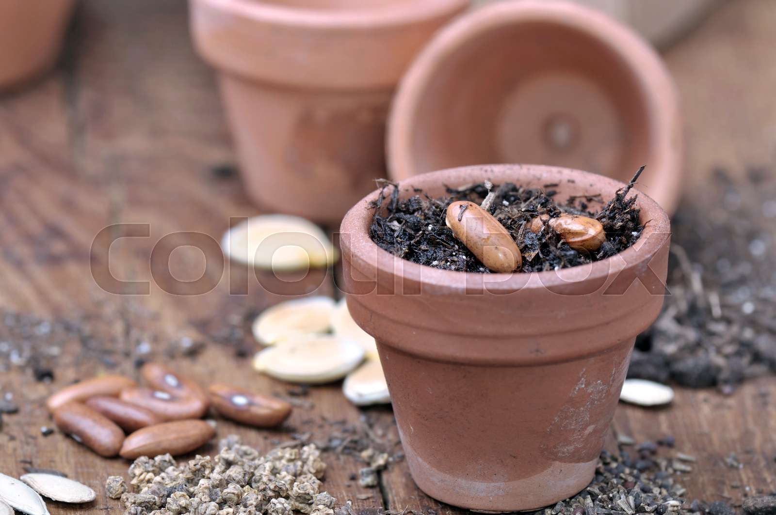 seed in little pot | Stock image | Colourbox