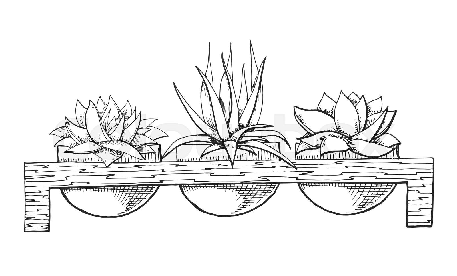 Potted Succulent Drawing