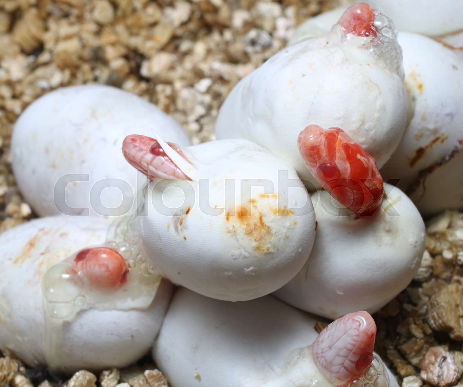 Snake Eggs