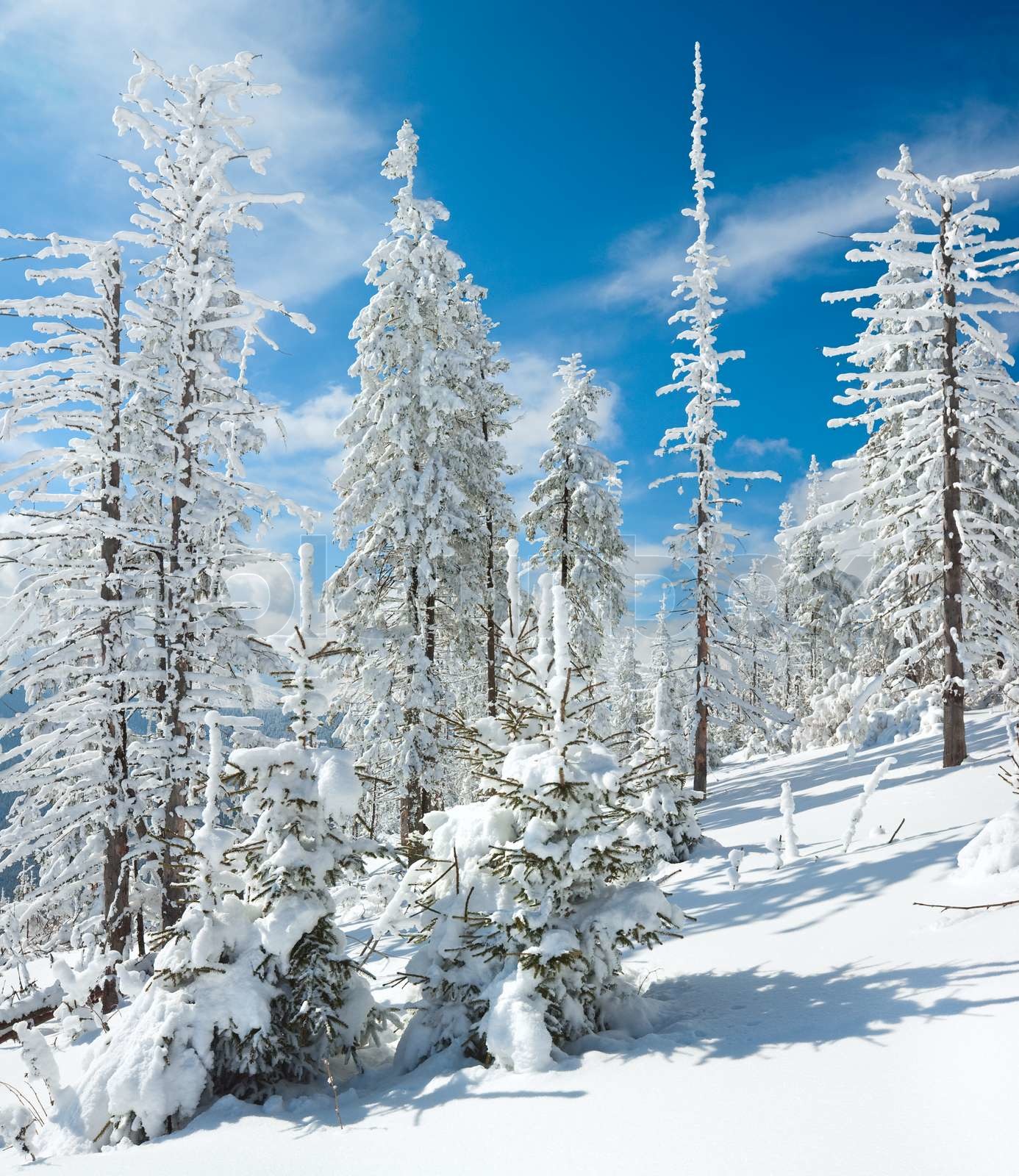 Winter Raureif und Schnee bedeckten Tannen am Berghang Karpaten ...