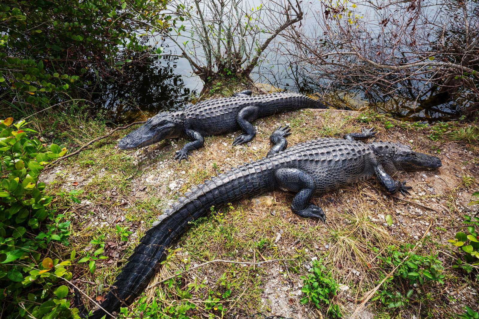 Alligator | Stock image | Colourbox