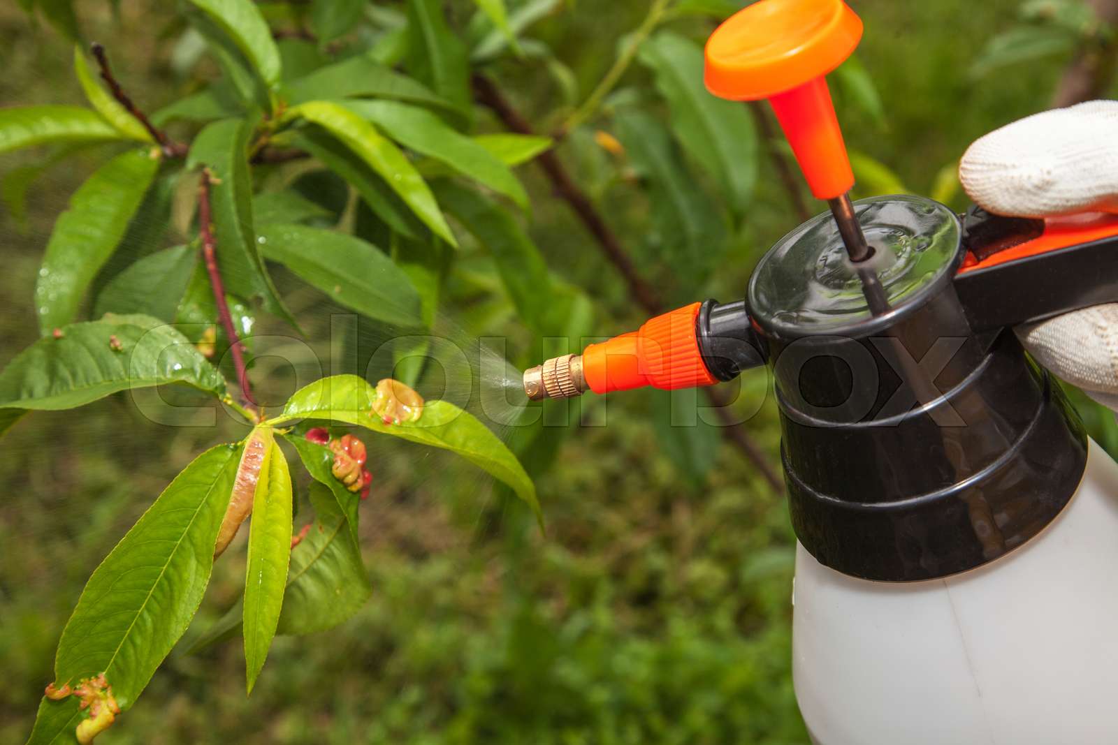 Spraying leaves fruit tree fungicide | Stock image | Colourbox