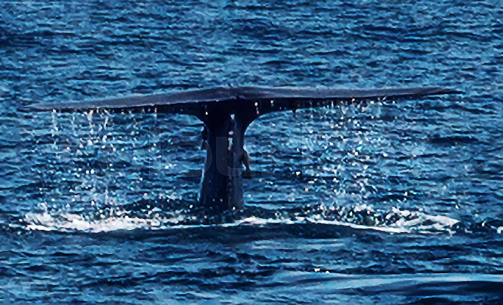 Tail humpback whale water splash with a drops | Stock image | Colourbox
