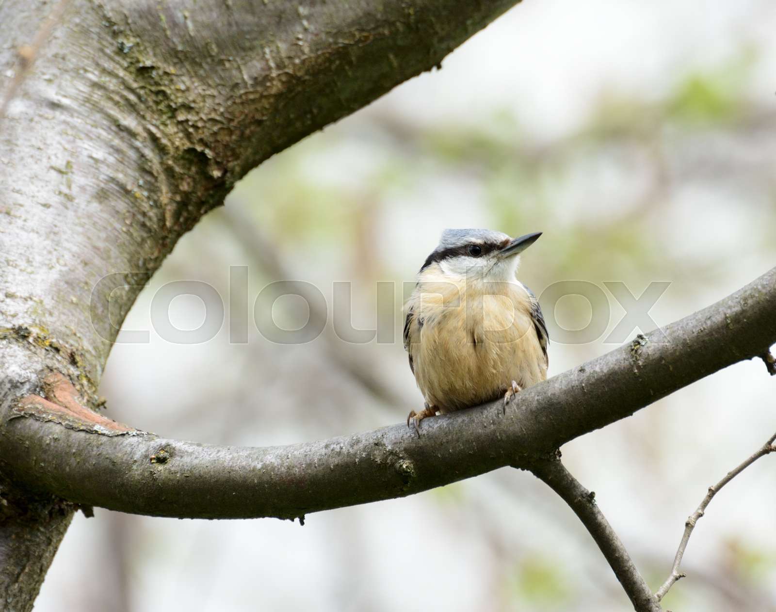 Passerine Bird | Stock image | Colourbox