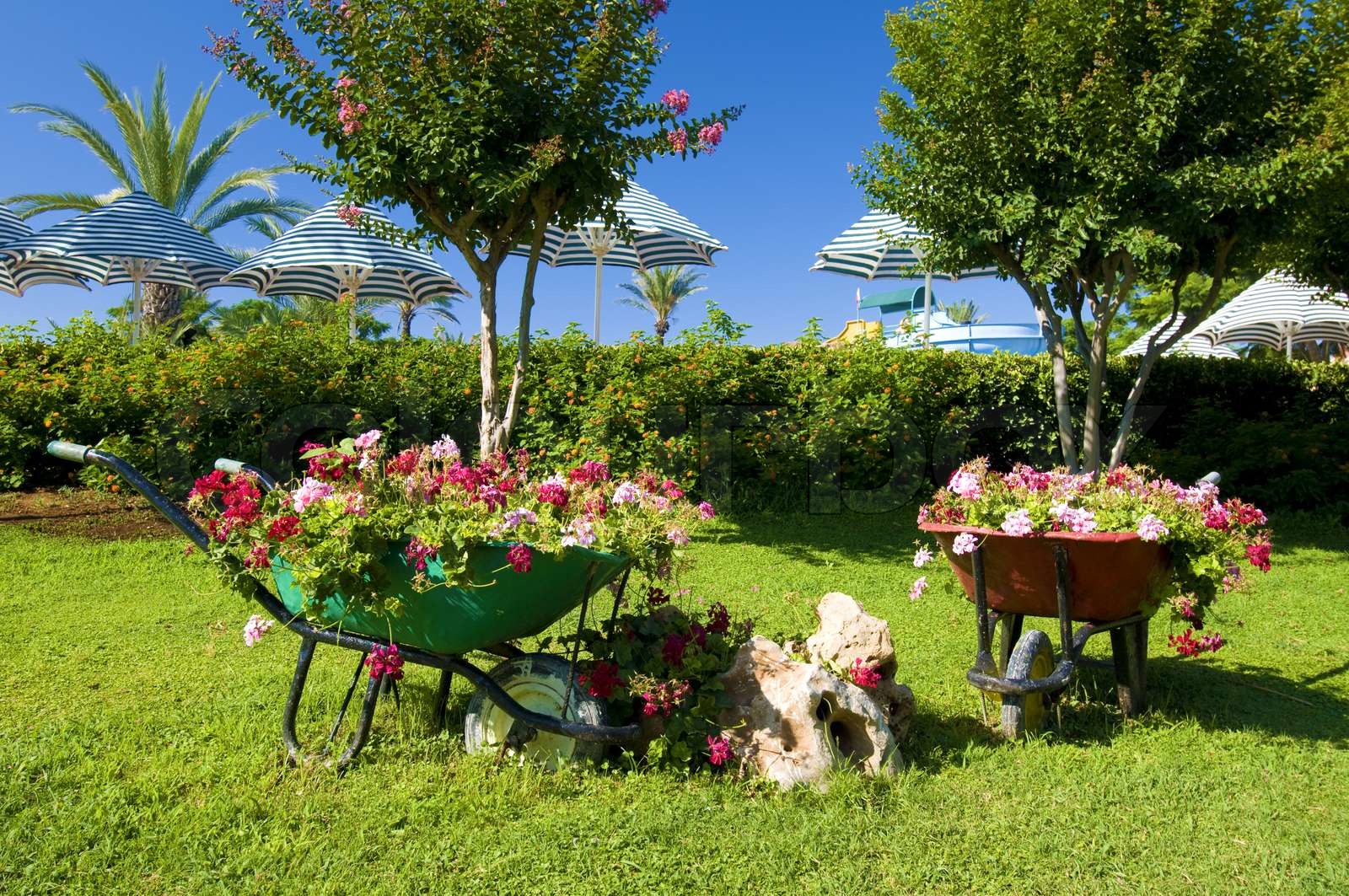 decorative flower garden with carts at the resort | Stock image | Colourbox