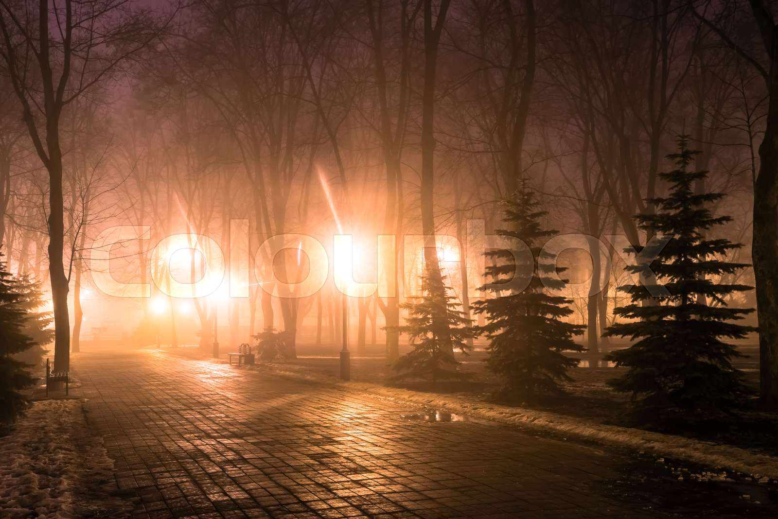 Fog in park at night by the light of street lamps | Stock image | Colourbox