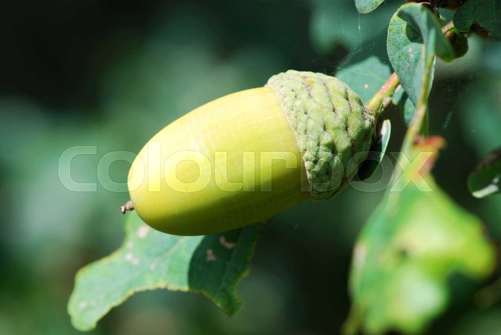Acorn | Stock image | Colourbox