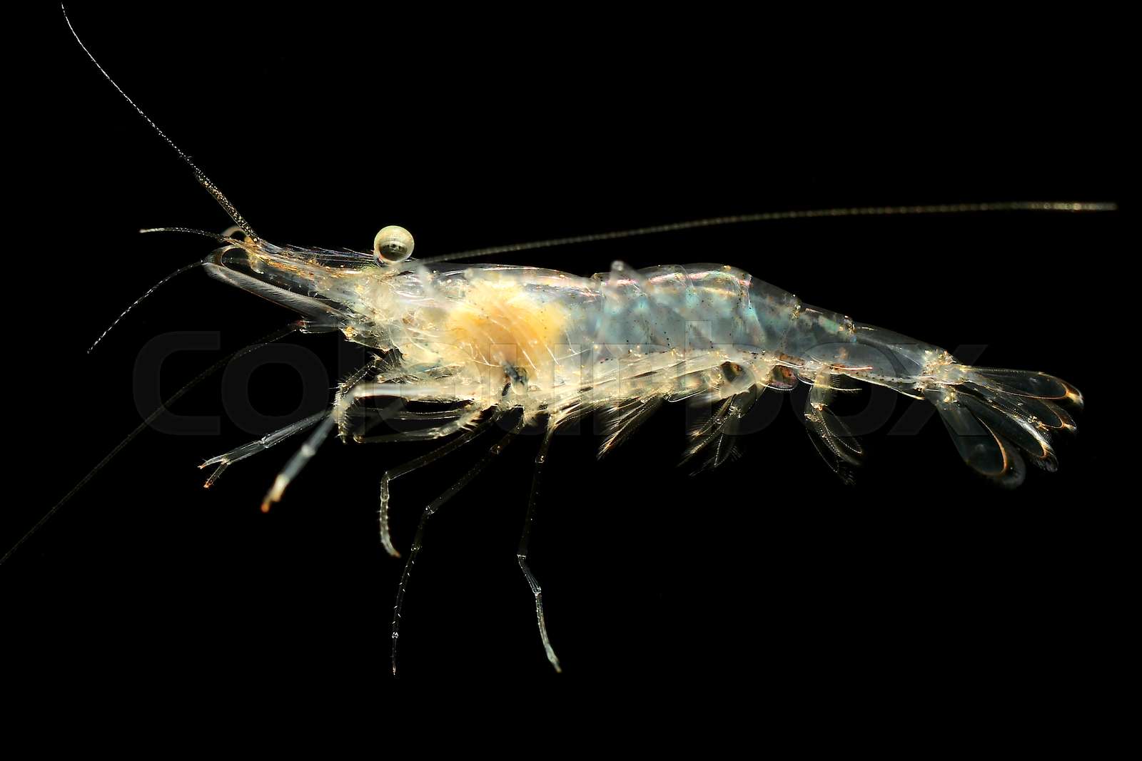 Freshwater Ghost Shrimp or Glass Shrimp | Stock foto | Colourbox