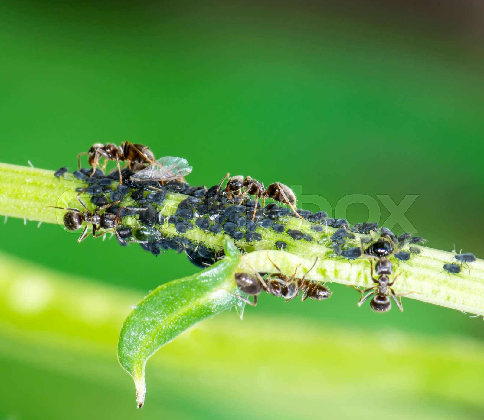 Lice and Ants | Stock image | Colourbox