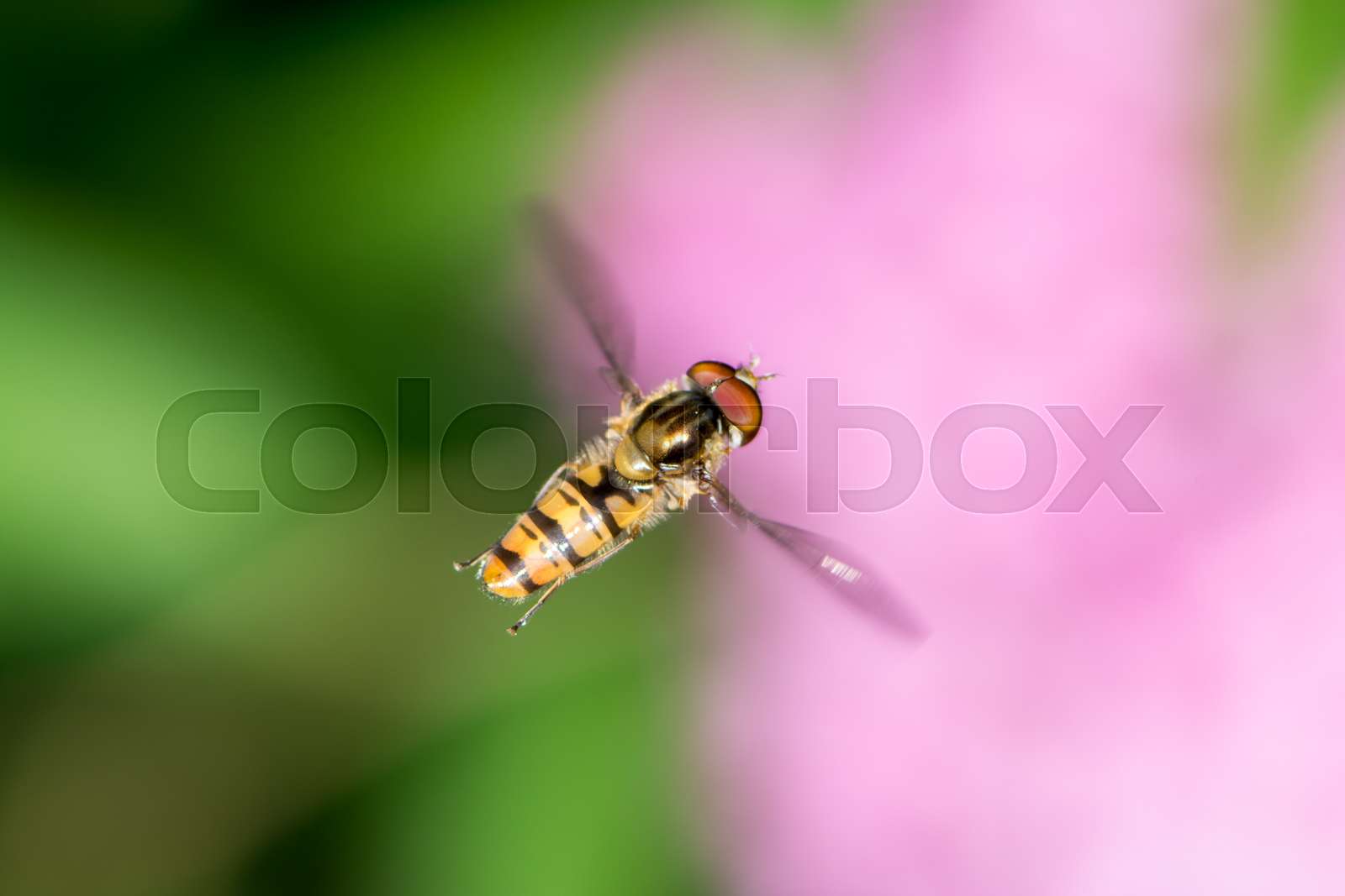 Flying Hoverfly | Stock image | Colourbox