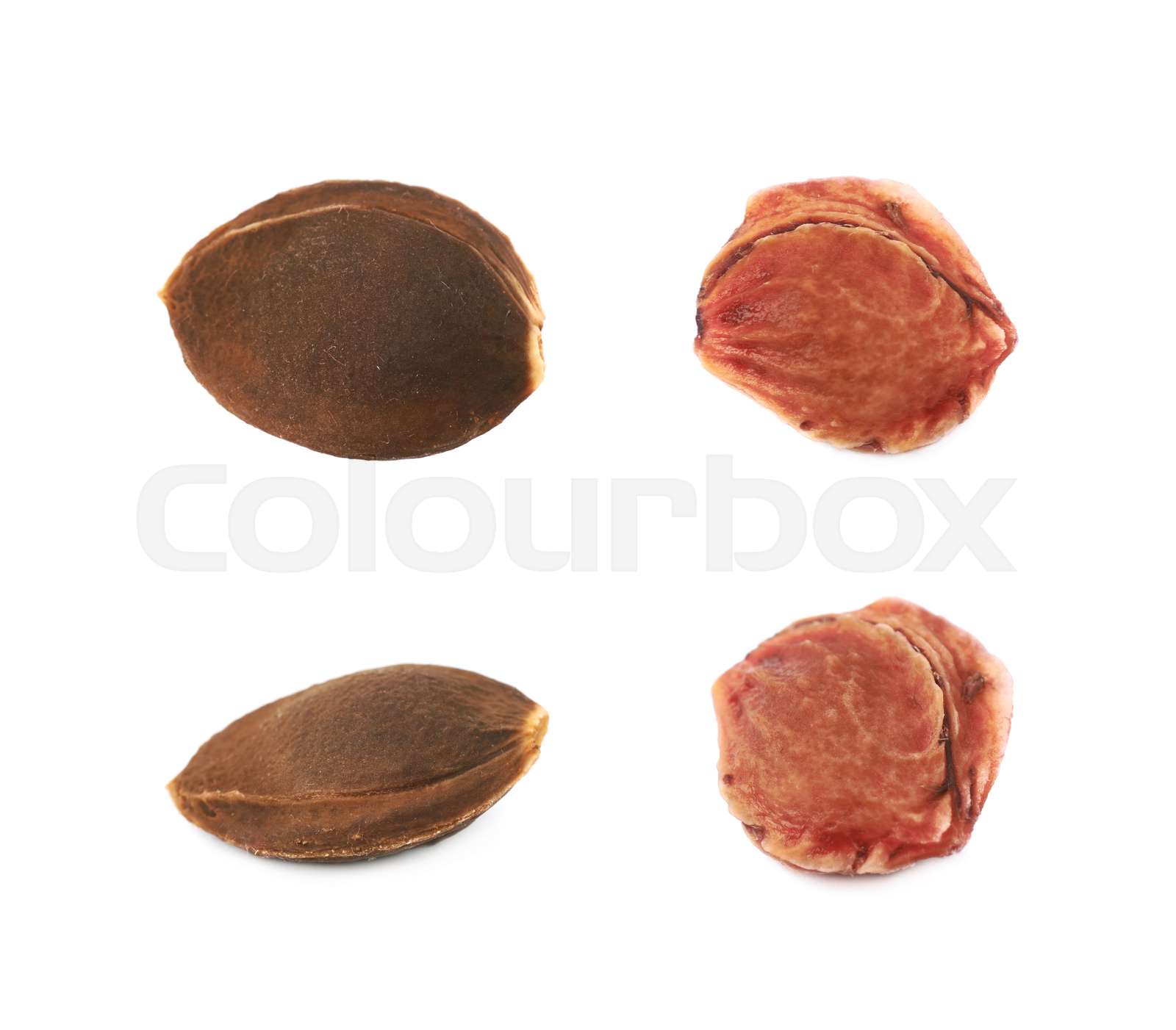 Plum pit isolated | Stock image | Colourbox