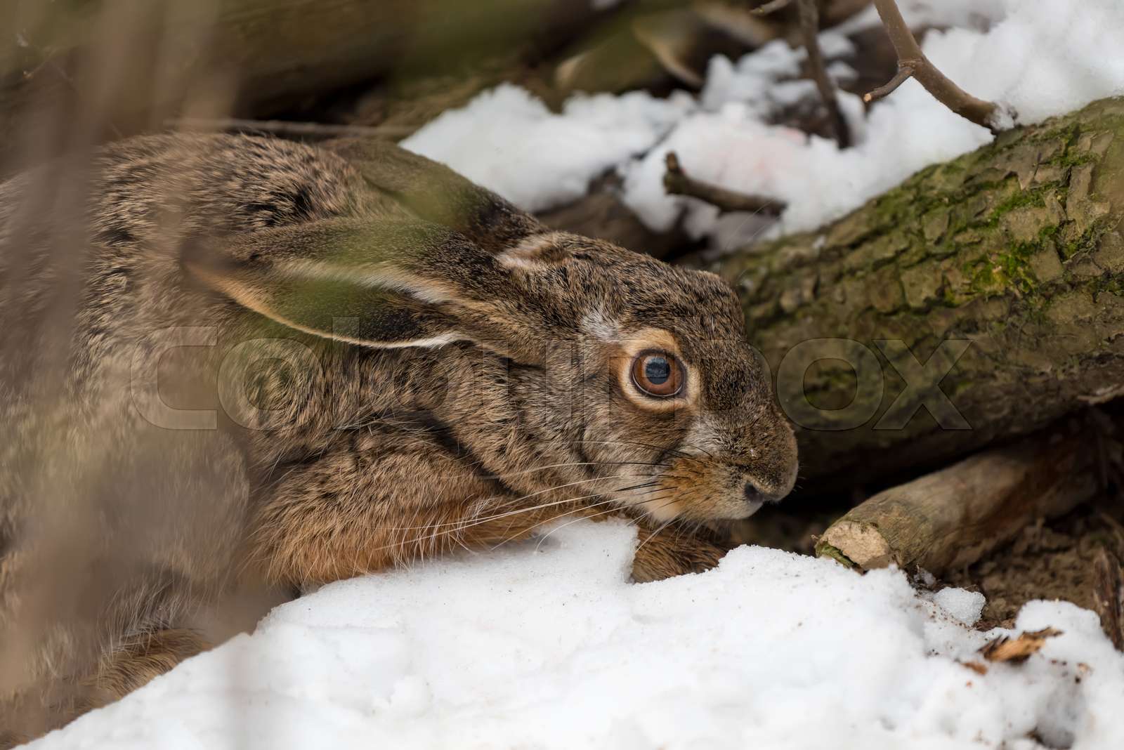 Hare in the woodland | Stock image | Colourbox