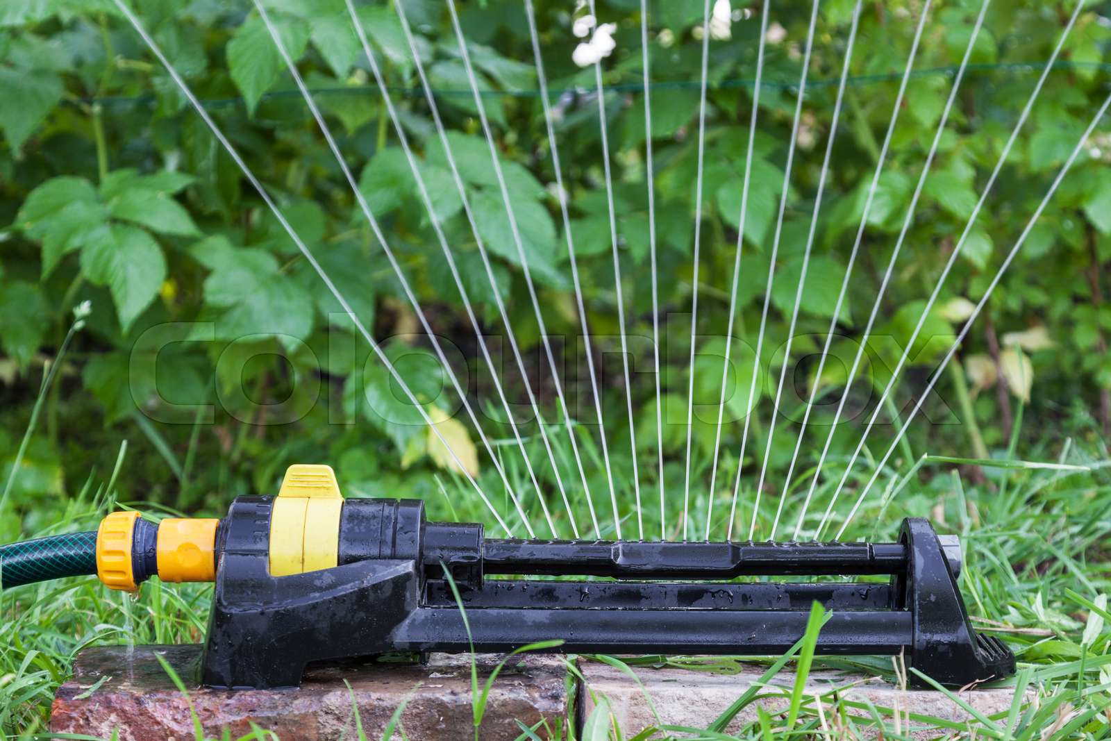 Sprinkler in garden | Stock image | Colourbox