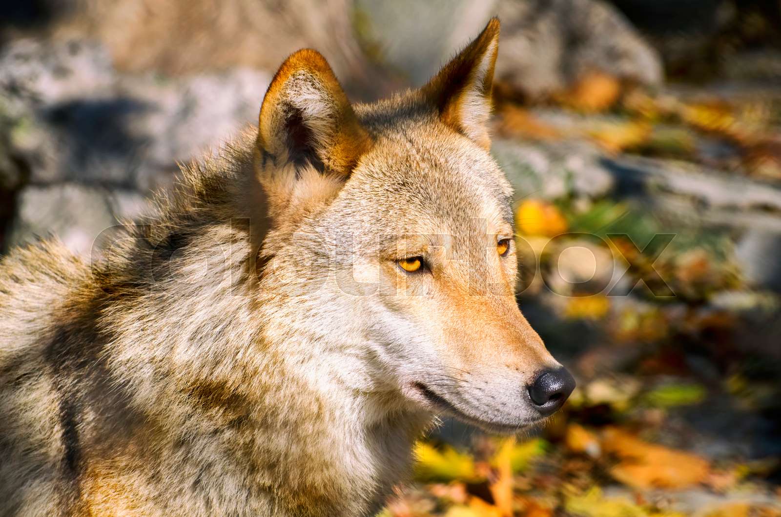 Wolf Portrait in Sunny Day | Stock image | Colourbox