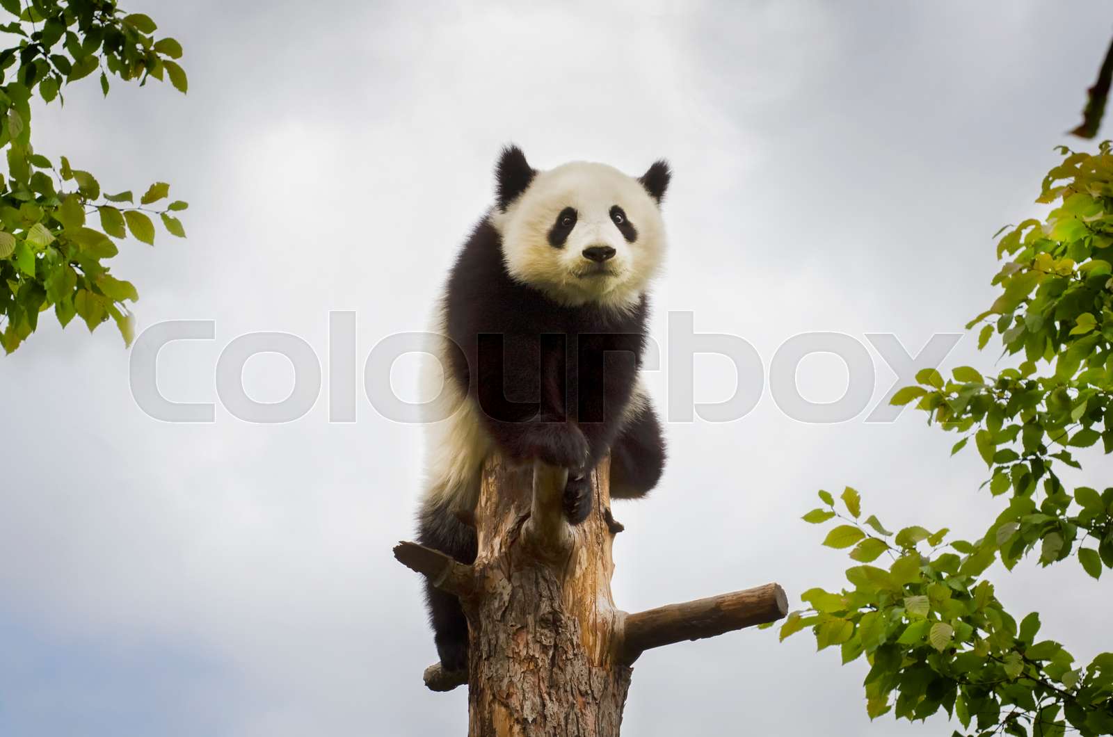 Single Panda at Tree | Stock image | Colourbox