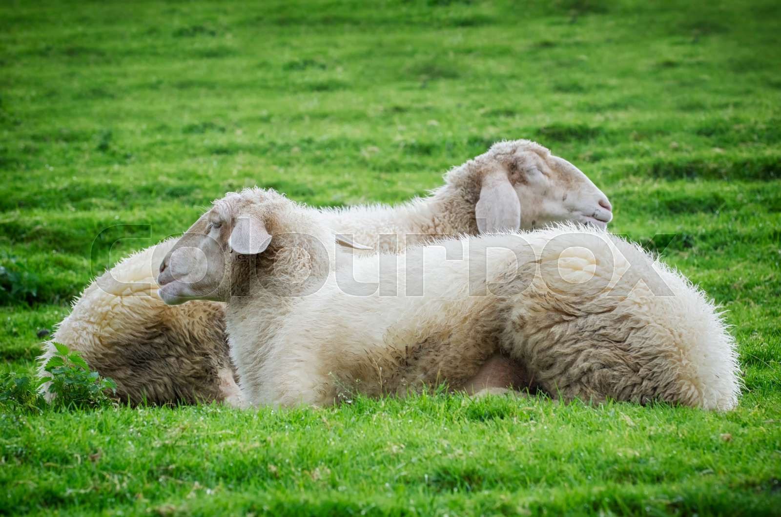 Sleeping Sheeps | Stock image | Colourbox