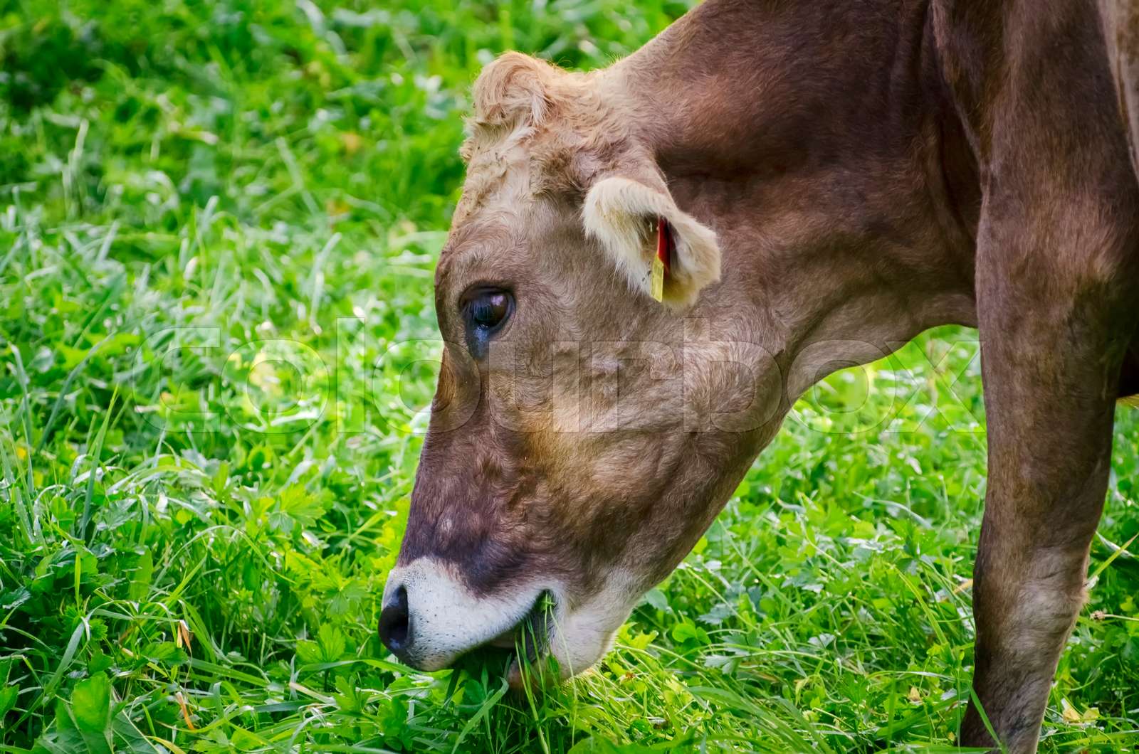 Alpen Cow Eating Green Grass | Stock image | Colourbox