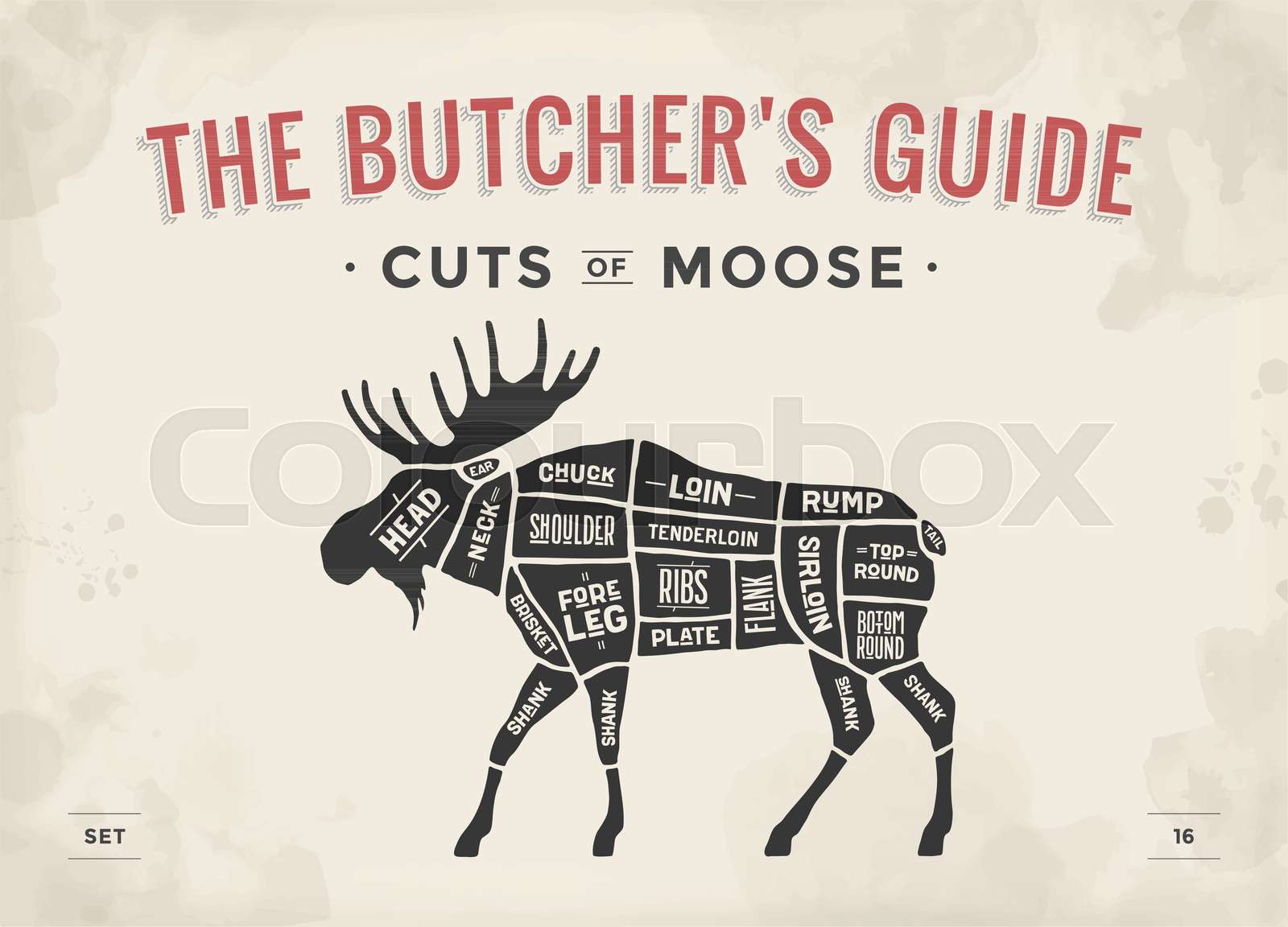 Butcher diagram, scheme - Moose | Stock vector | Colourbox