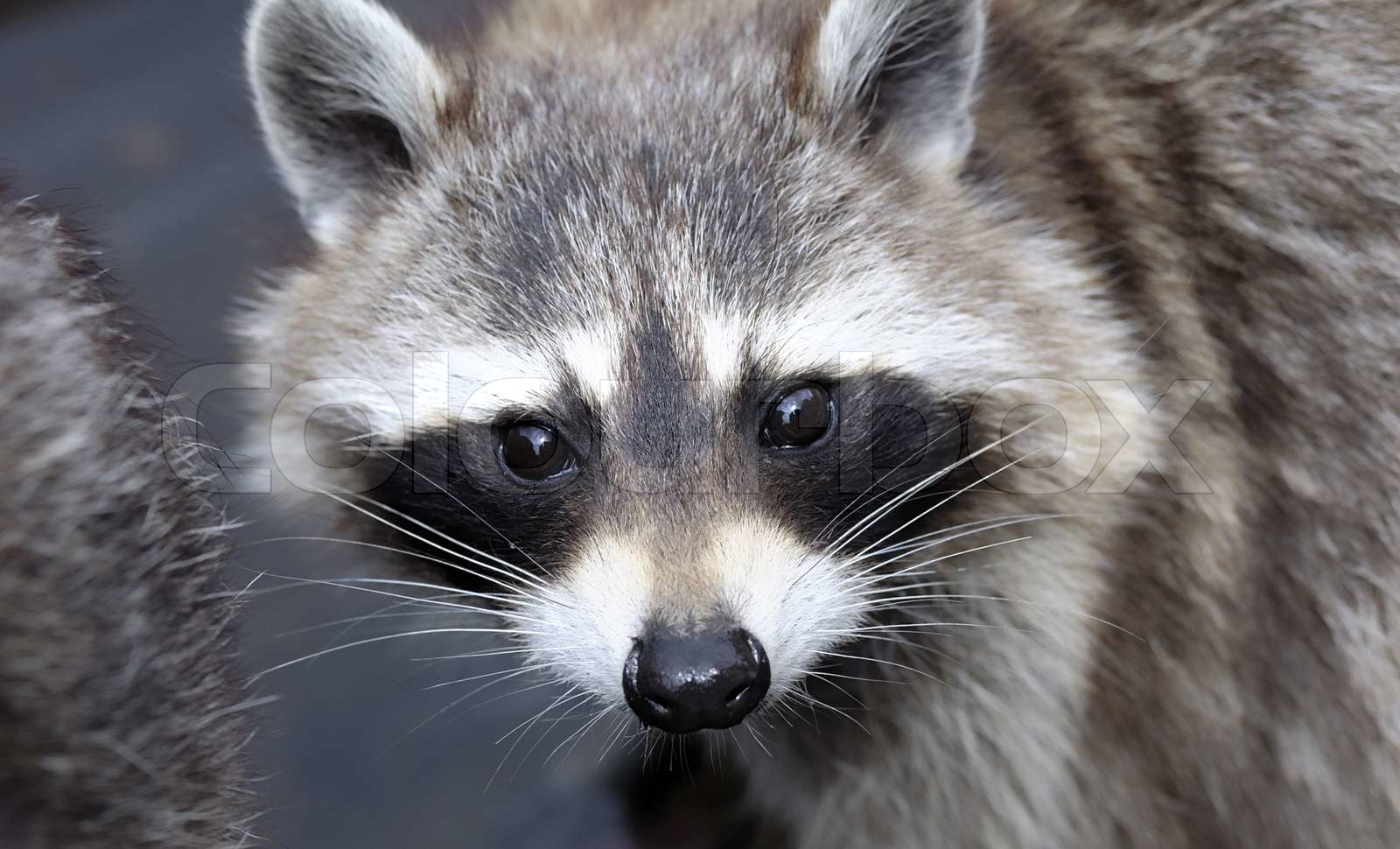 "Racoon face" | Stock image | Colourbox