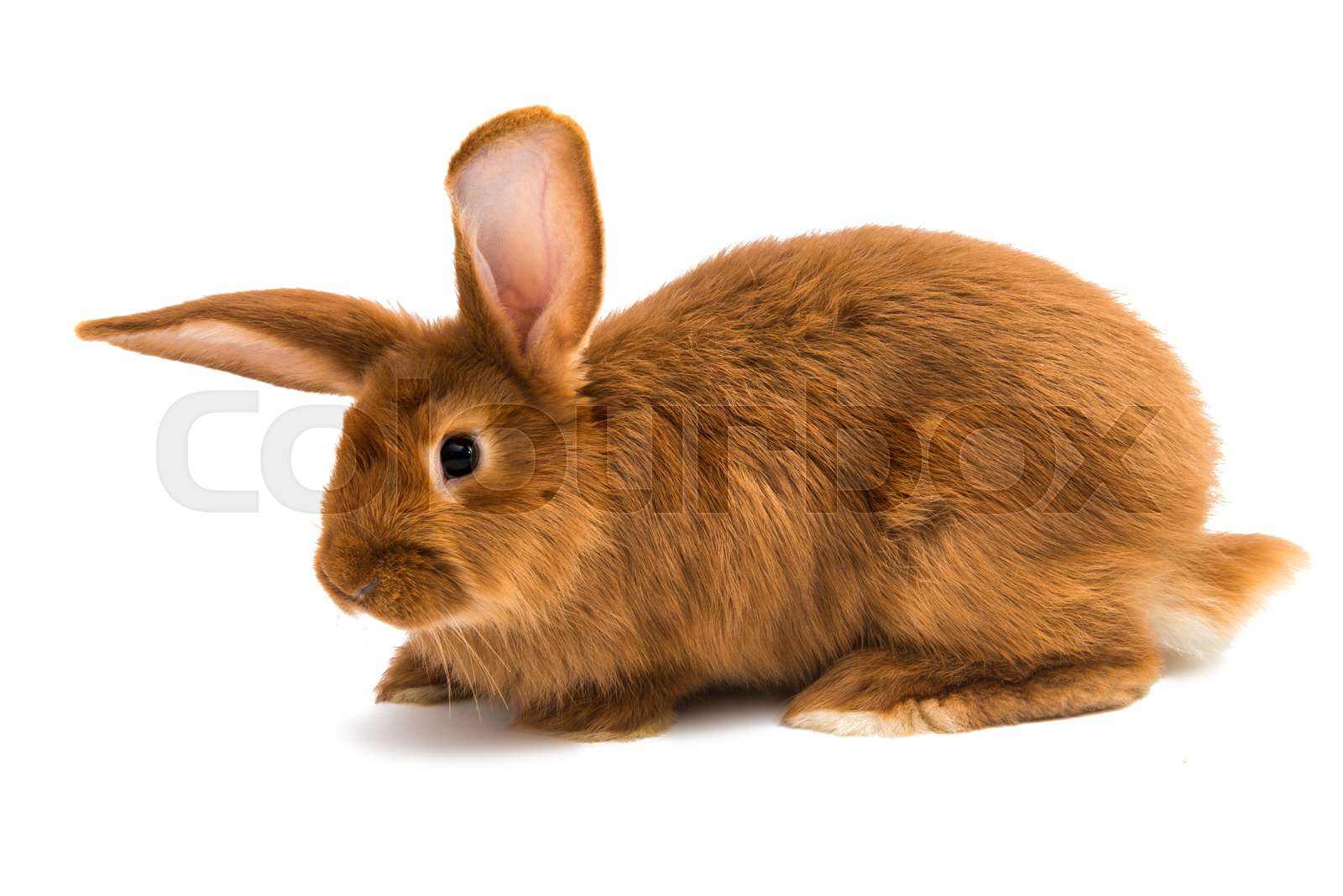 rabbit isolated | Stock image | Colourbox
