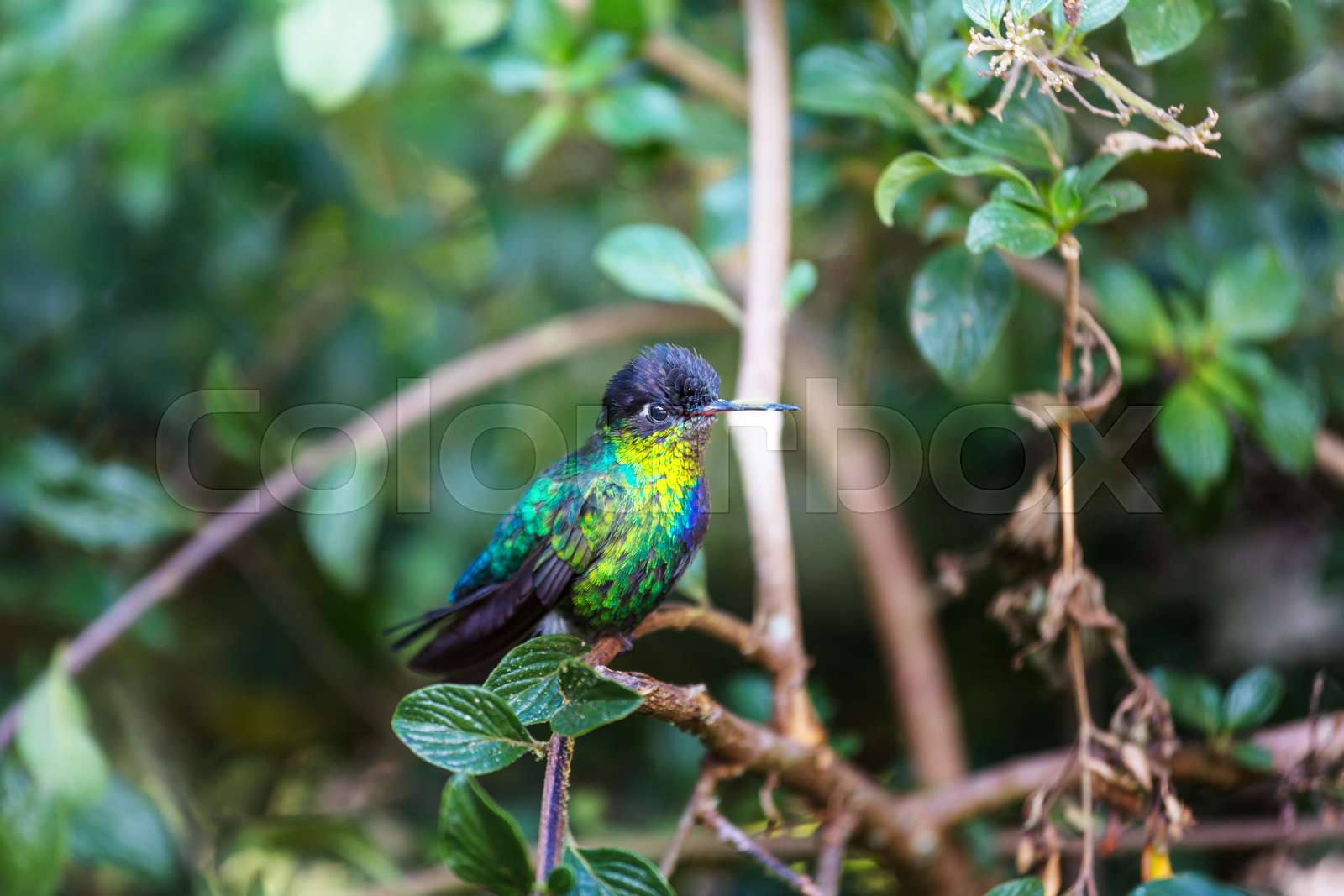 Kolibri | Stock image | Colourbox