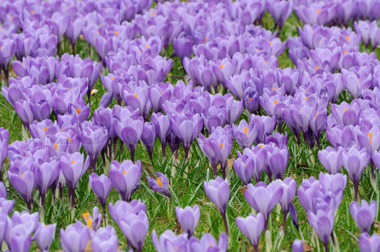 Crocus flowers | Stock image | Colourbox