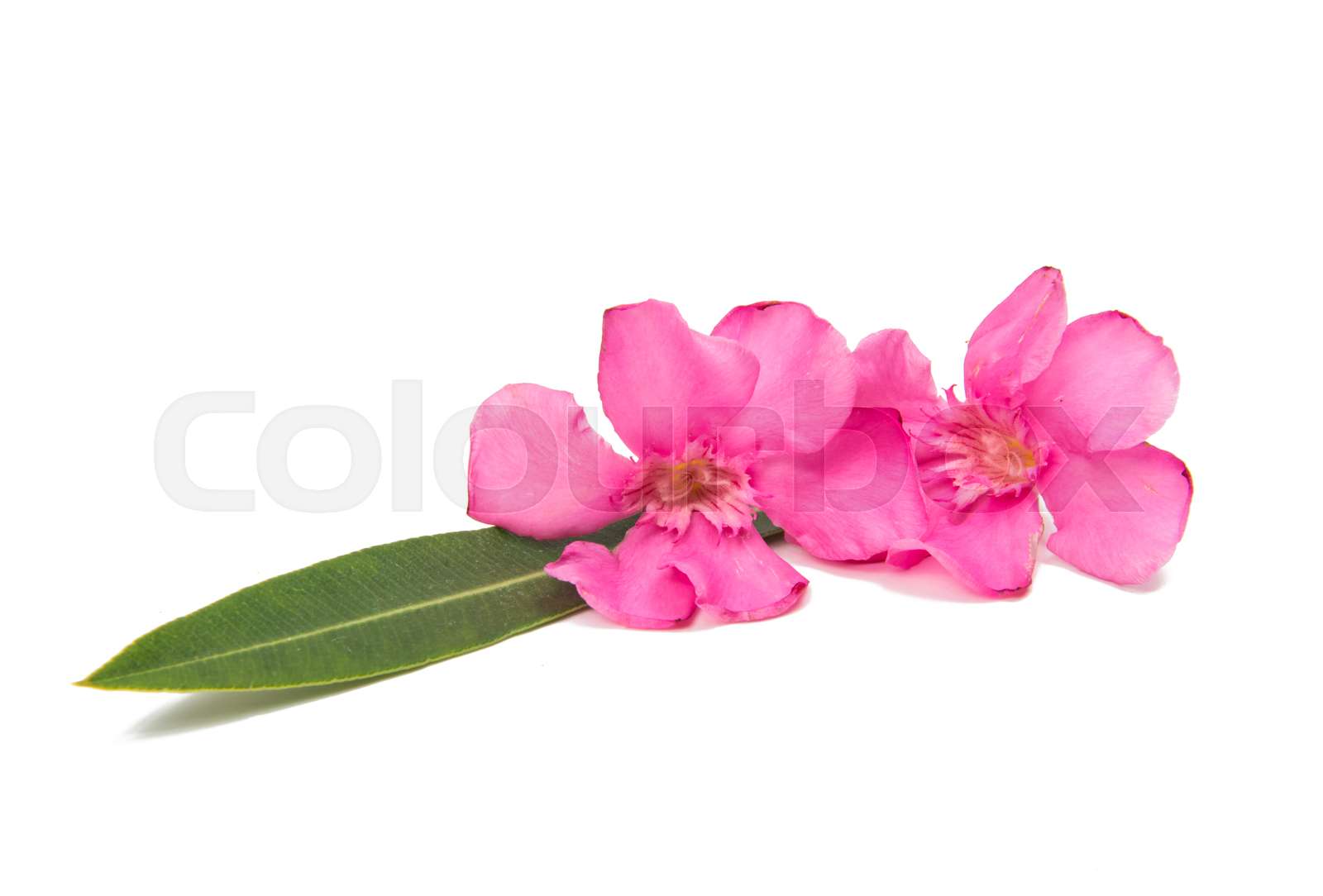 pink oleander flowers isolated | Stock image | Colourbox