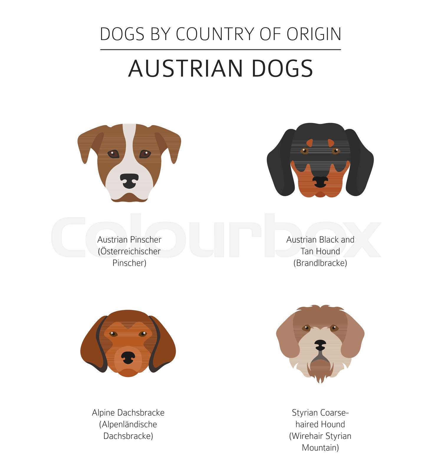 Dogs by country of origin. Austrian dog breeds. Infographic template ...