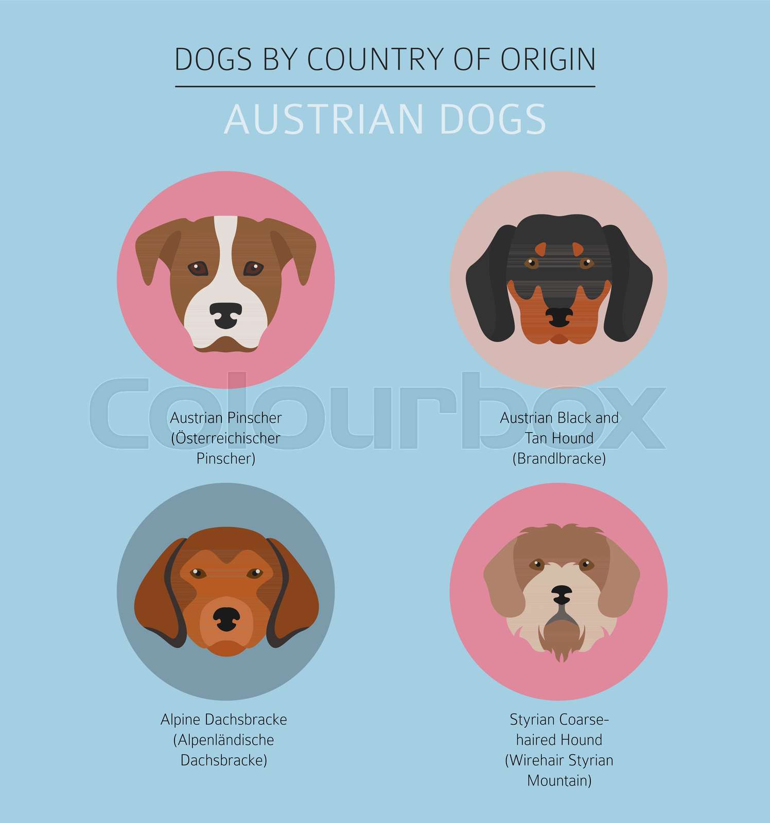 Dogs by country of origin. Austrian dog breeds. Infographic template ...