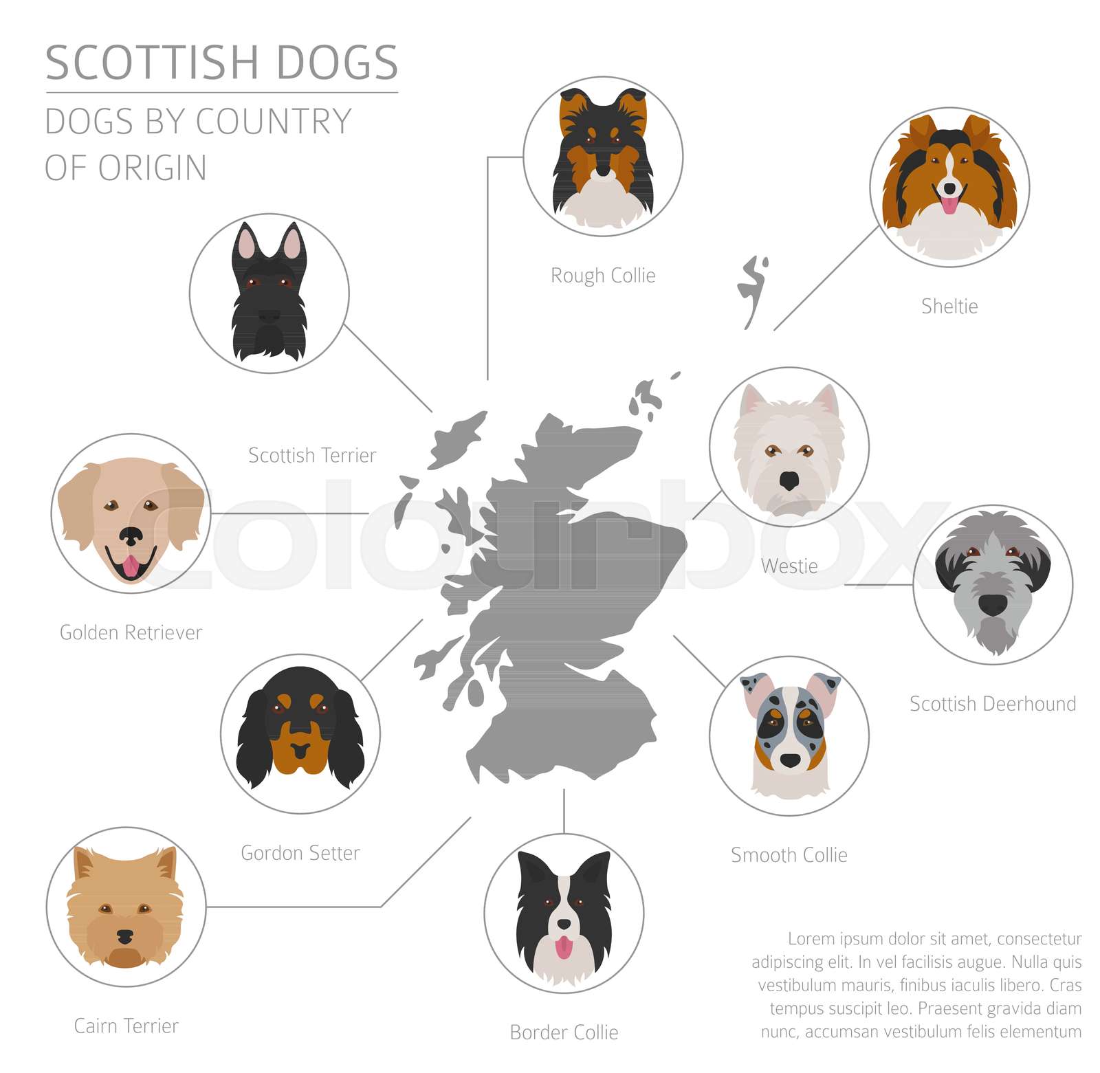 Dogs by country of origin. Scottish dog breeds. Infographic template ...