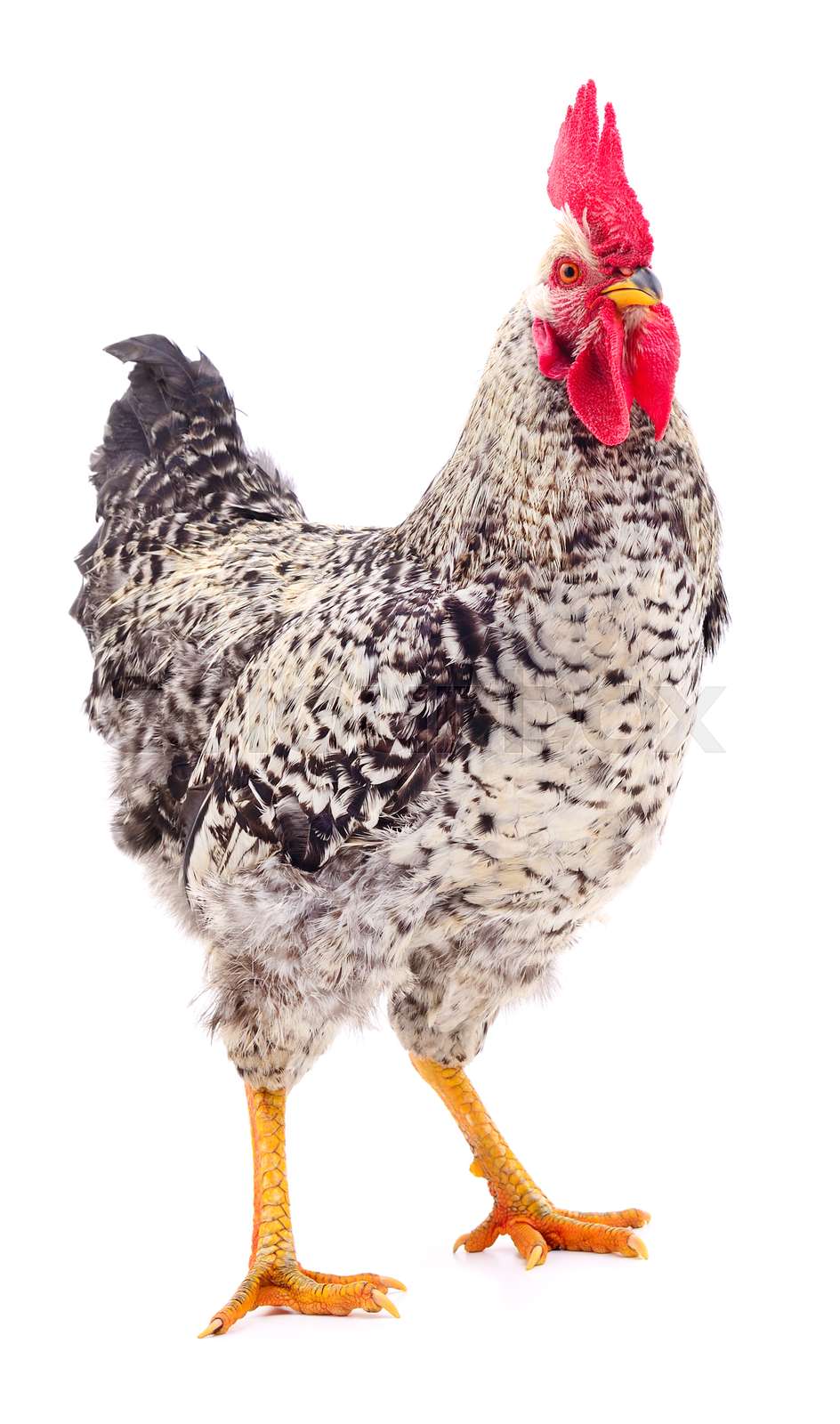Gray young rooster. | Stock image | Colourbox