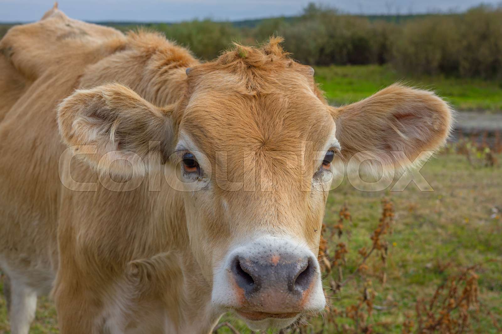 Calf face .Young cow portrait | Stock image | Colourbox