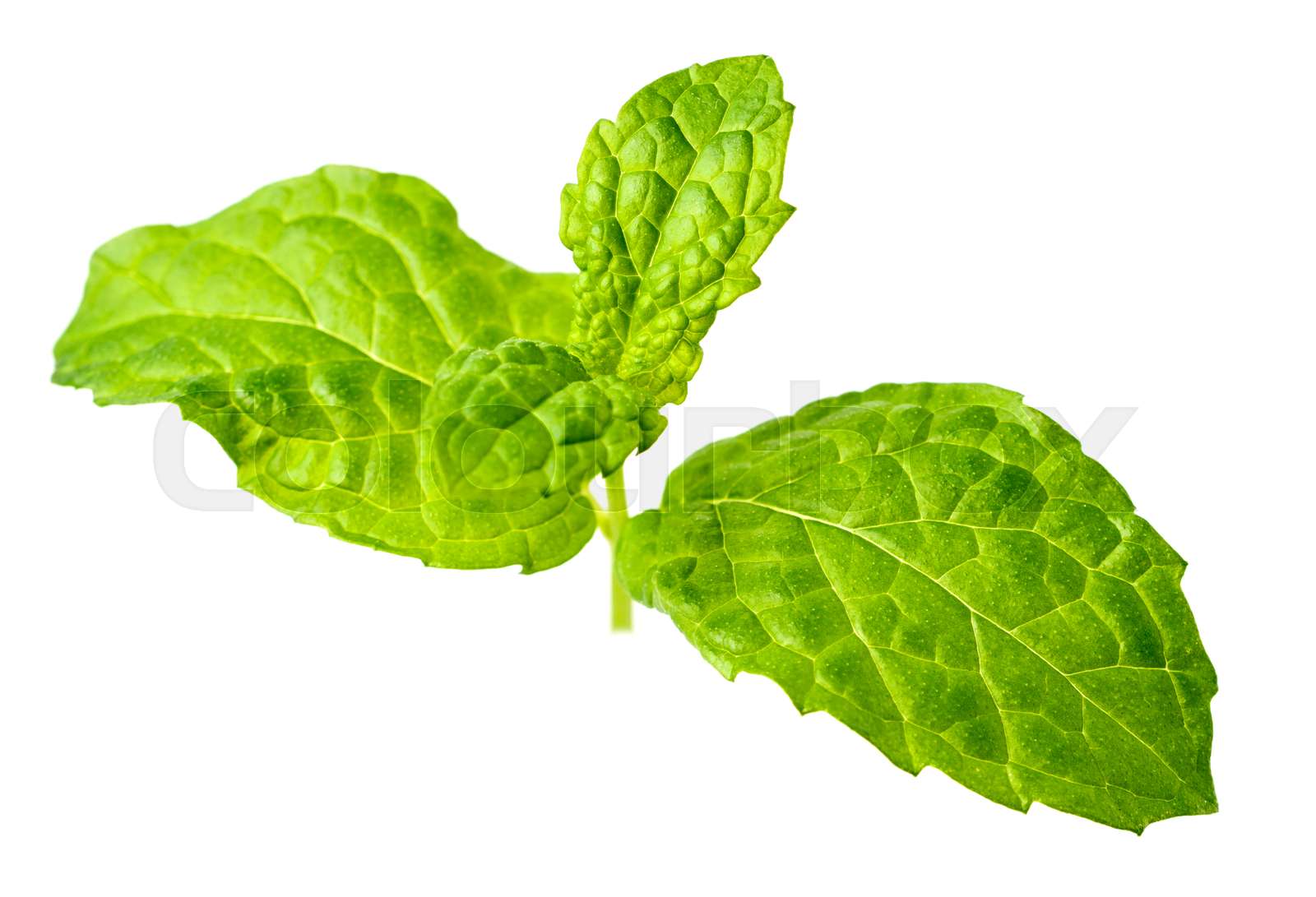 closeup of curled mint leaves isolated on white | Stock image | Colourbox
