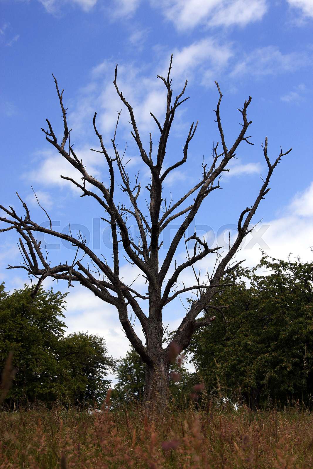 Bittersalz Baum Toten