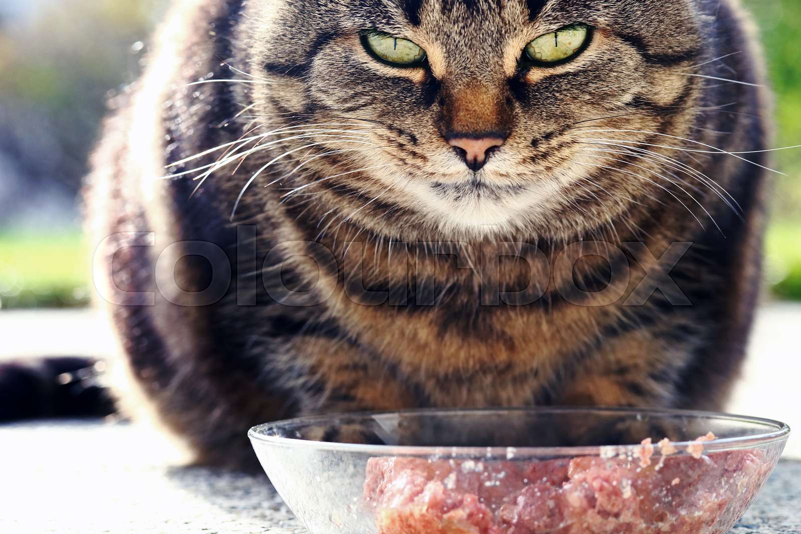 Eine Katze wird böse, wenn sie beim Fressen gestört wird. Eine Katze ...