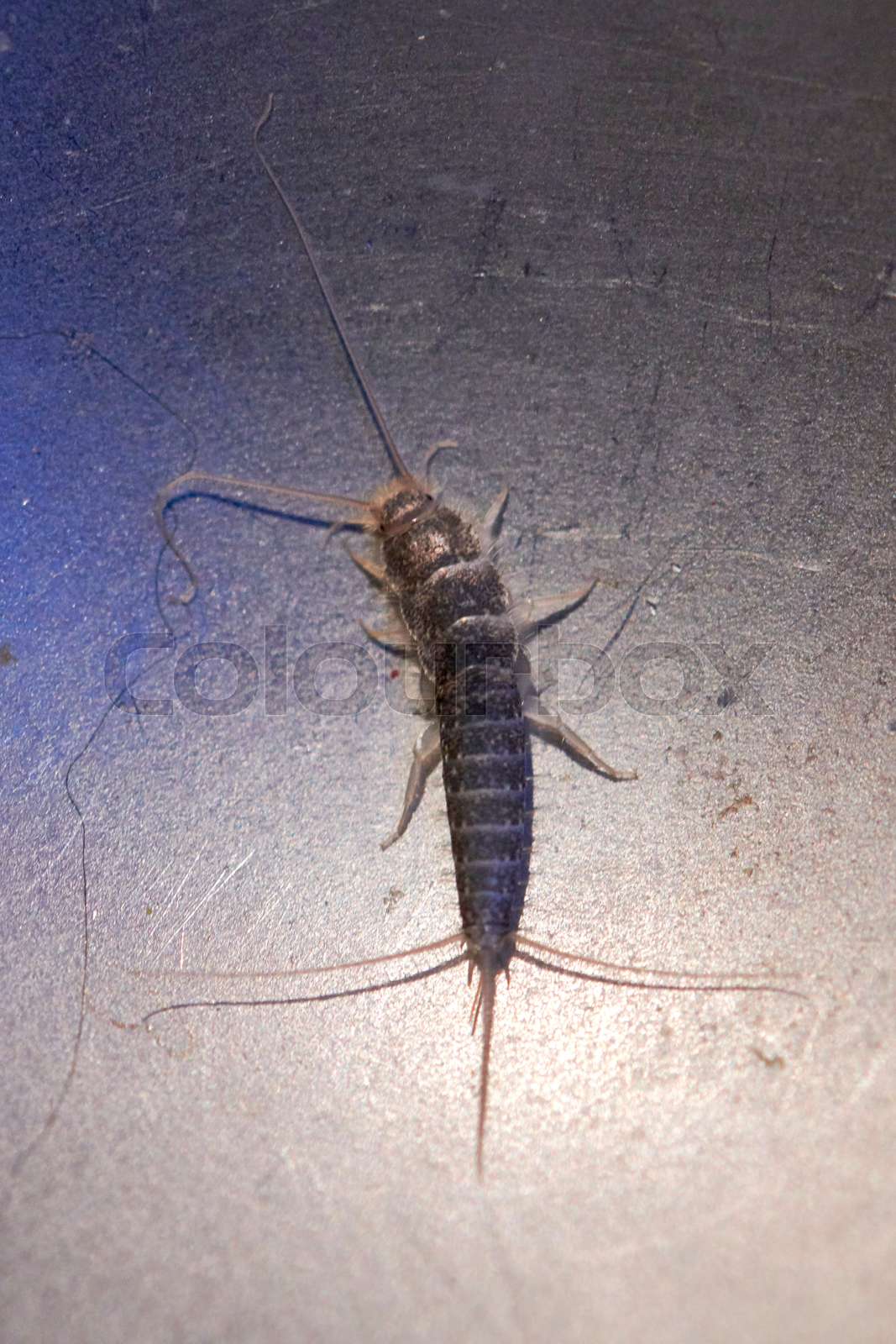 Silverfish, Lepisma saccharina, in kitchen sink | Stock image | Colourbox