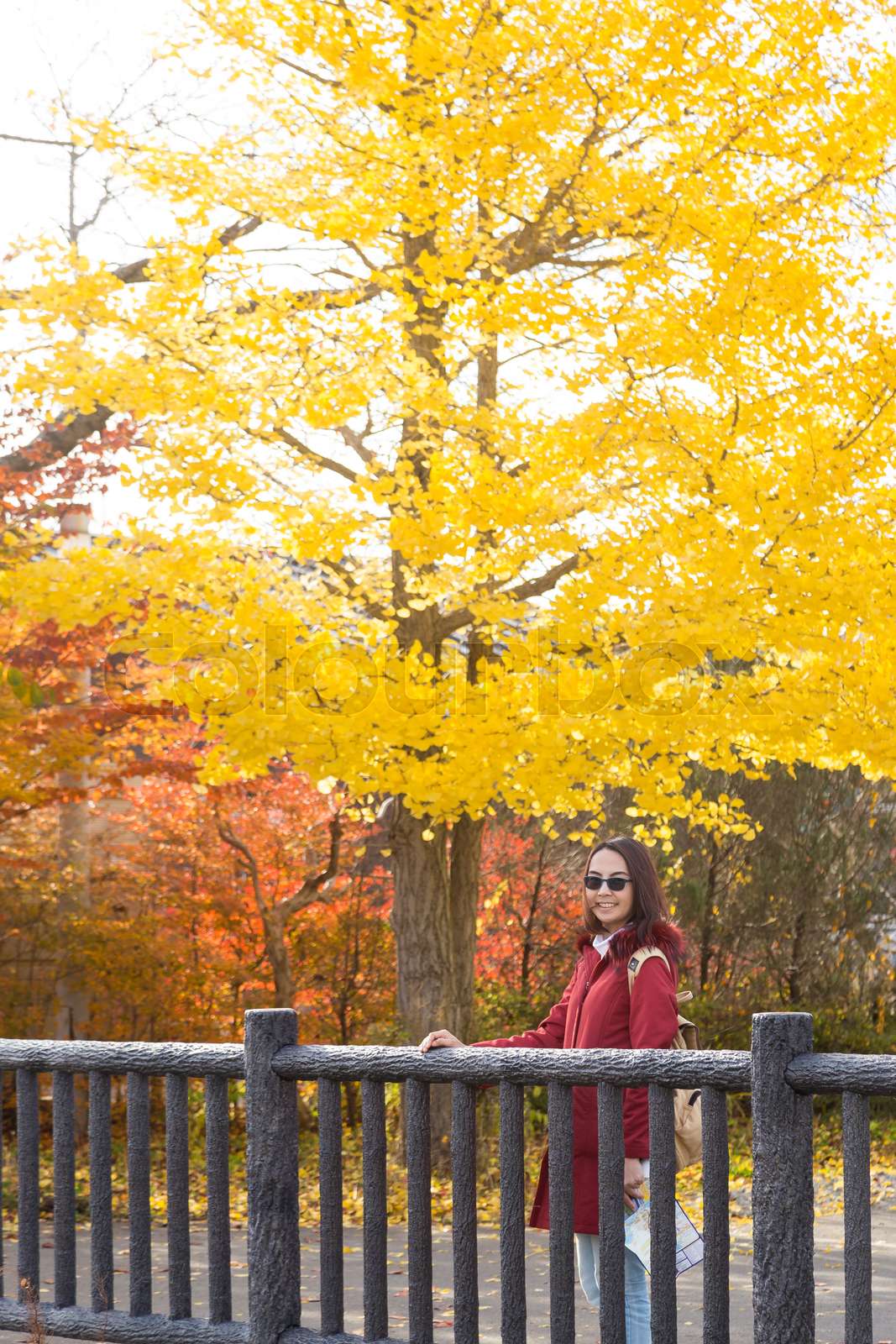 Beautiful Asian Women Are Smiling Under The Big Ginkgo Tree Stock Image Colourbox