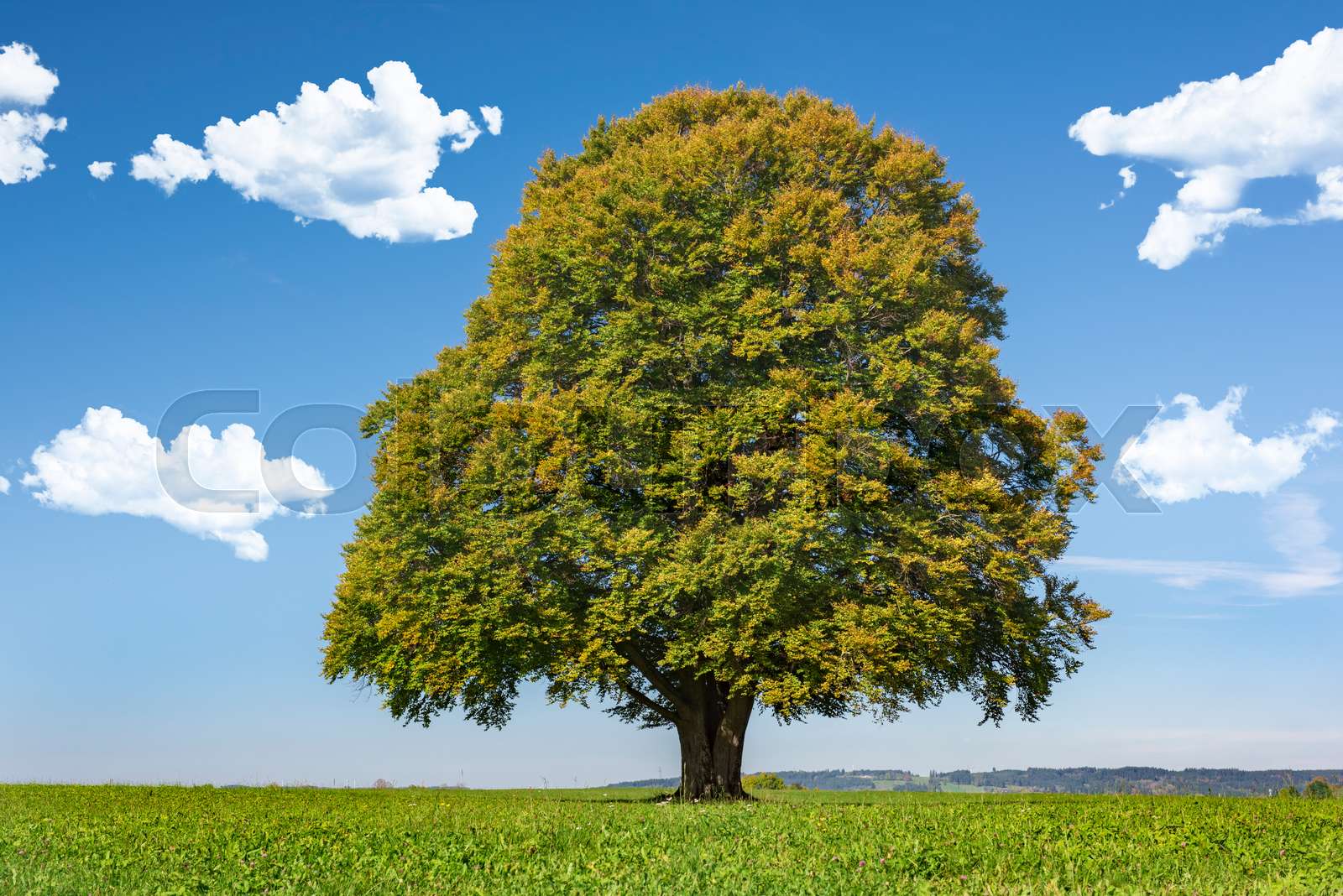 Buche als Einzelbaum im Herbst | Stock Bild | Colourbox