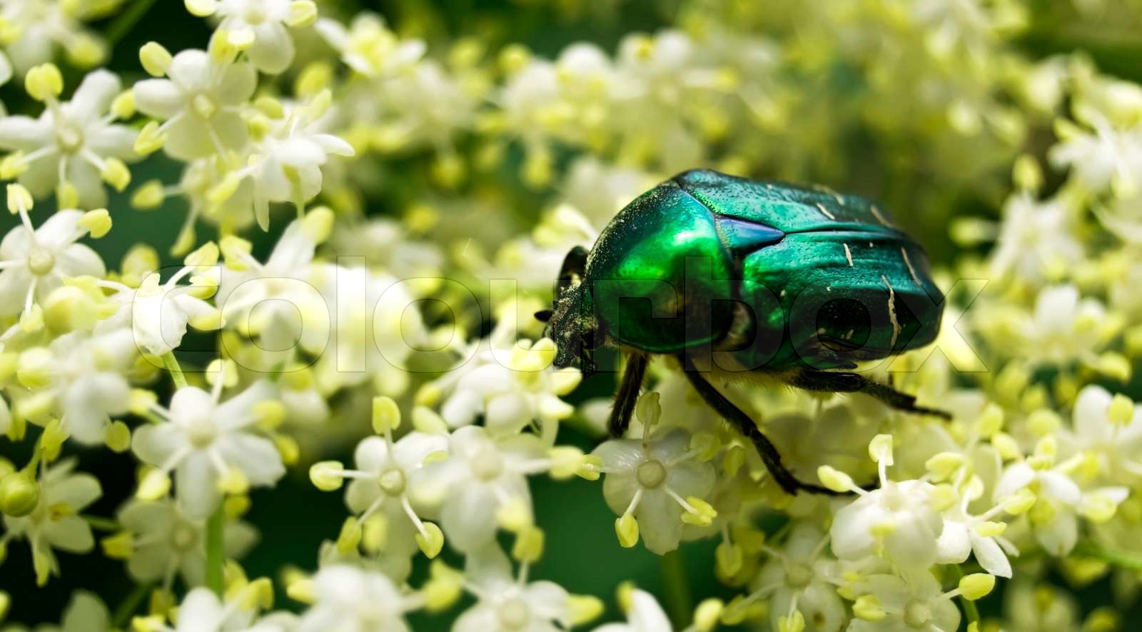 May-bug on a white flower | Stock image | Colourbox