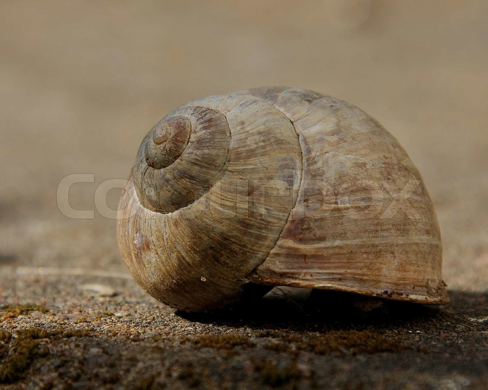 Helix pomatia´s shell | Stock image | Colourbox