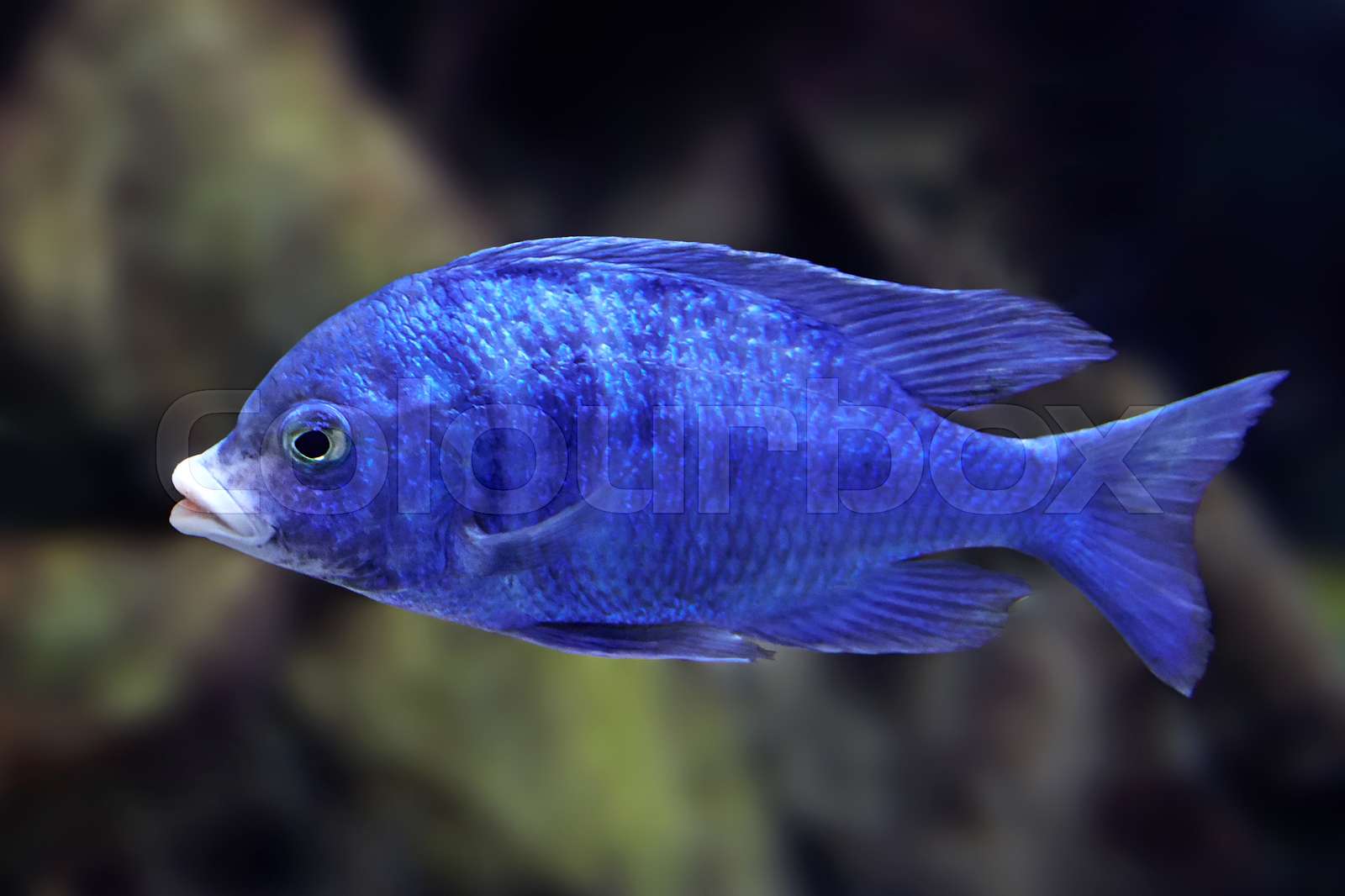Mdoka white lips (Placidochromis phenochilus) | Stock image | Colourbox