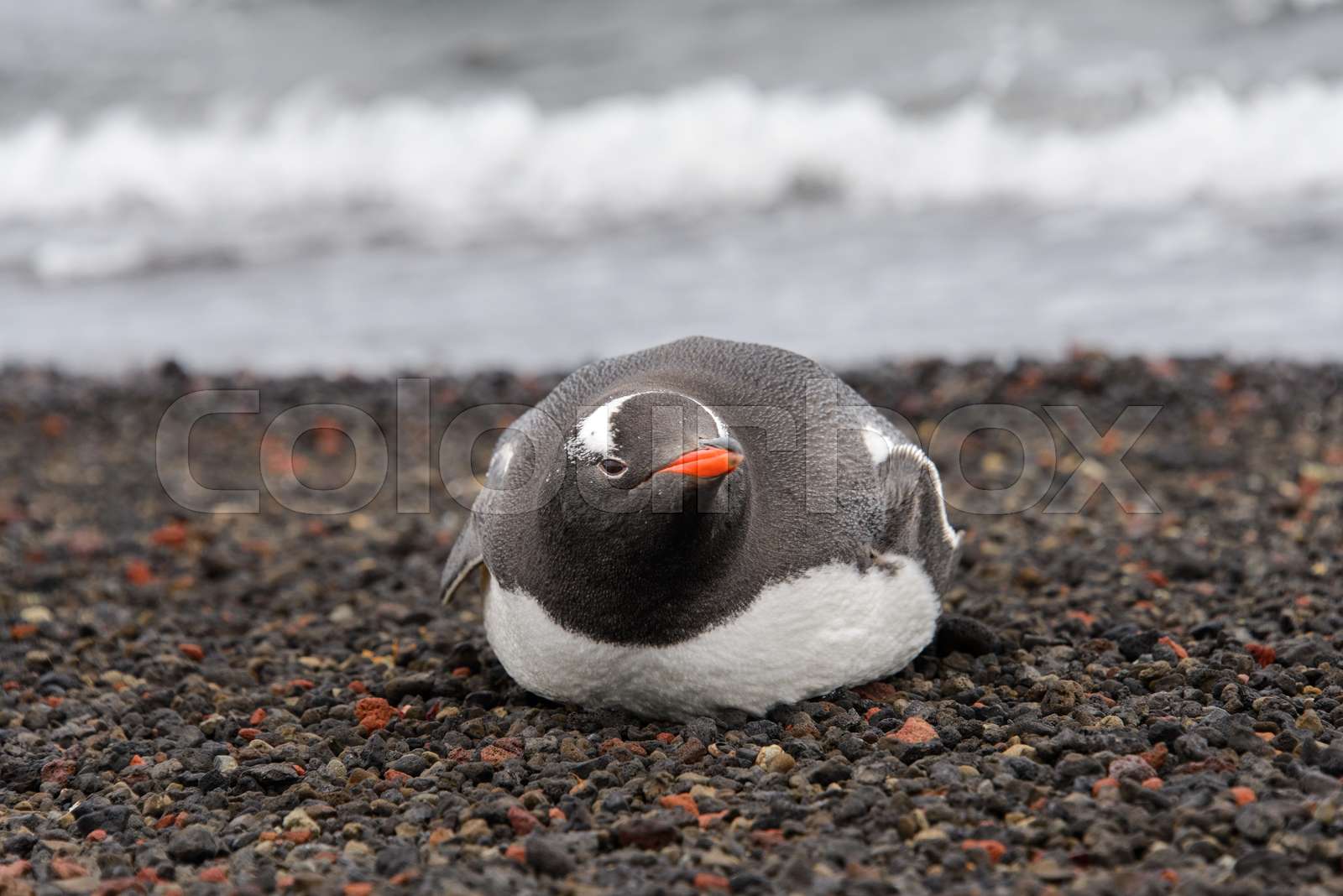 Gentoo penguin laying on beach | Stock image | Colourbox